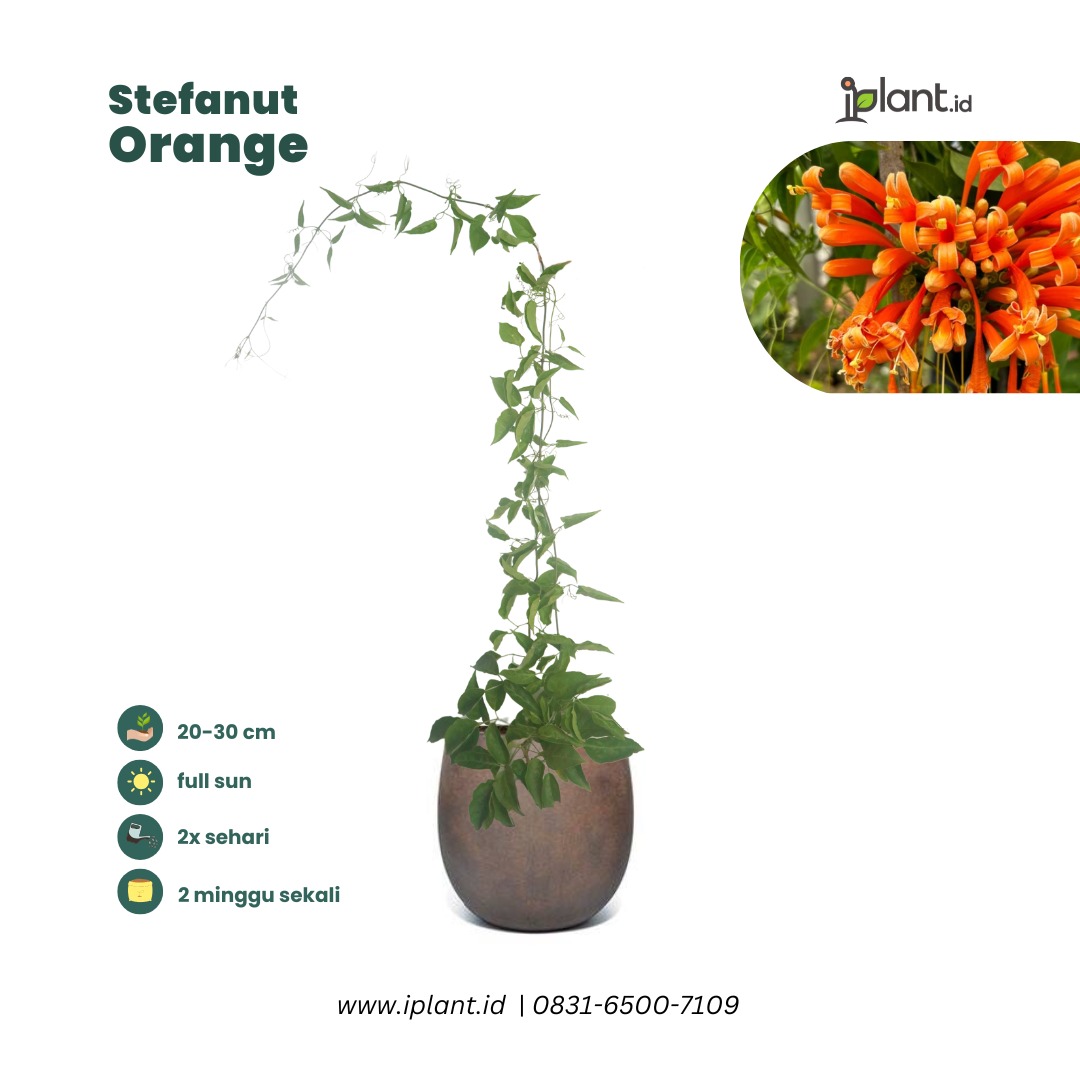 Stefanut Orange (Flame Vines)