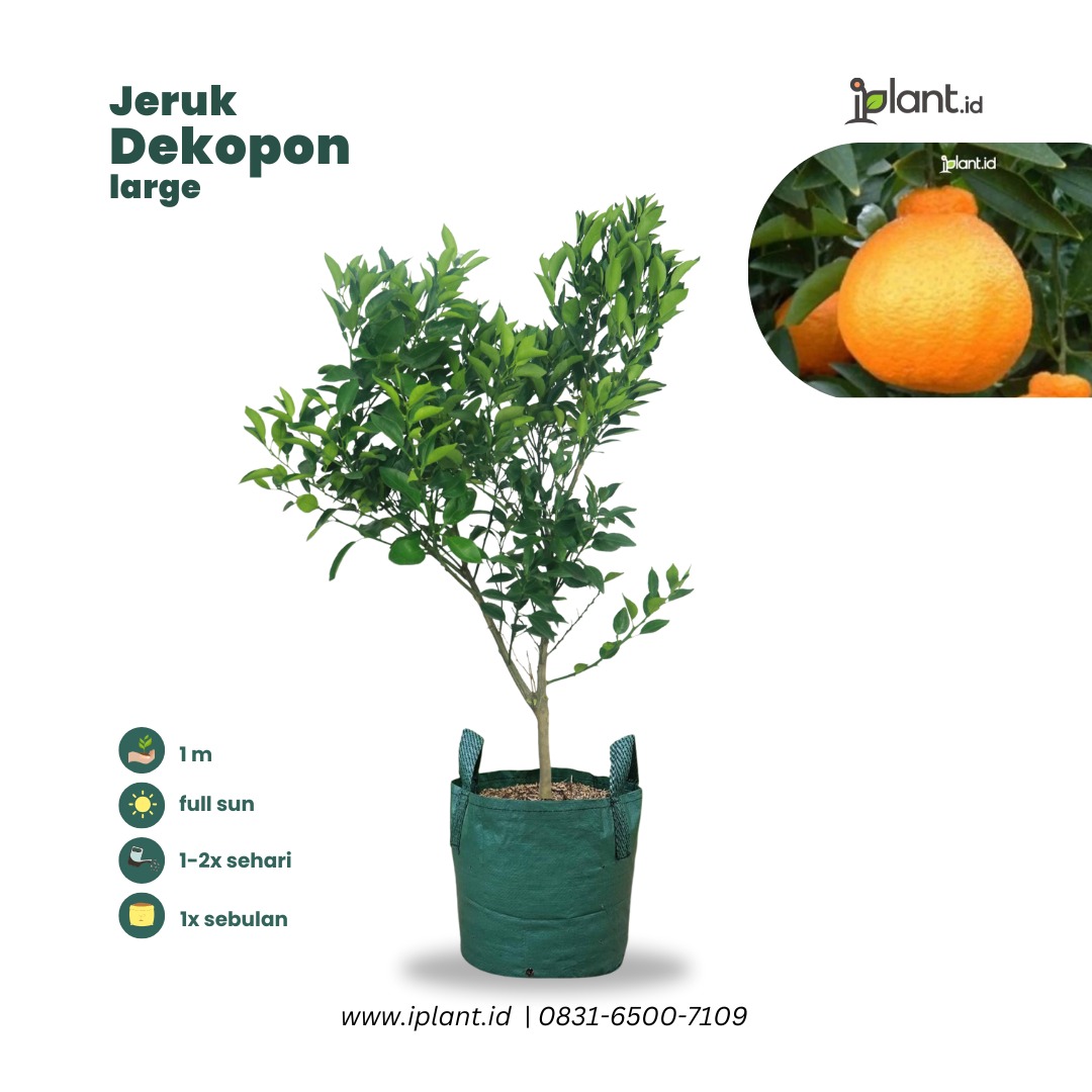 Jeruk Dekopon (Large)