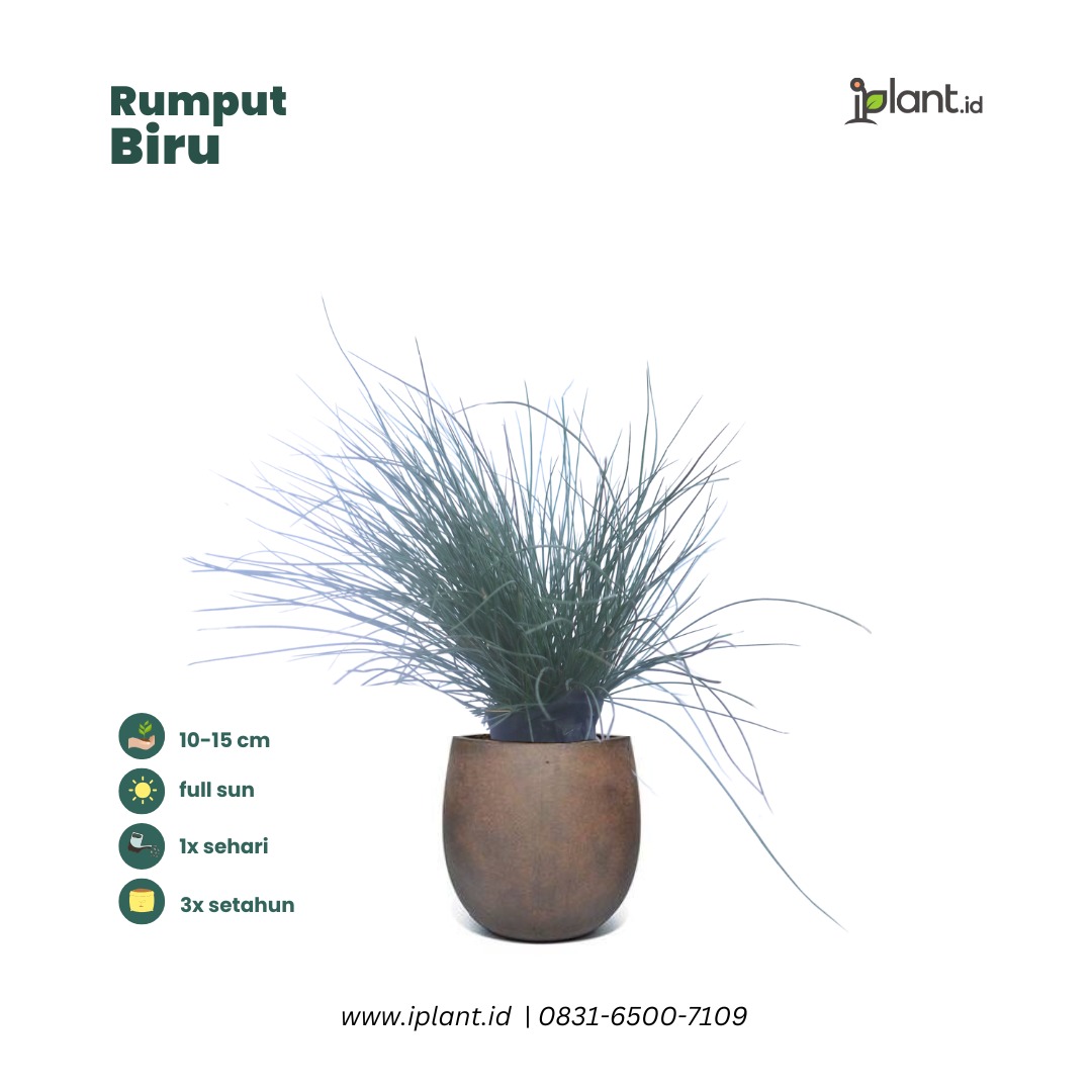Rumput Biru