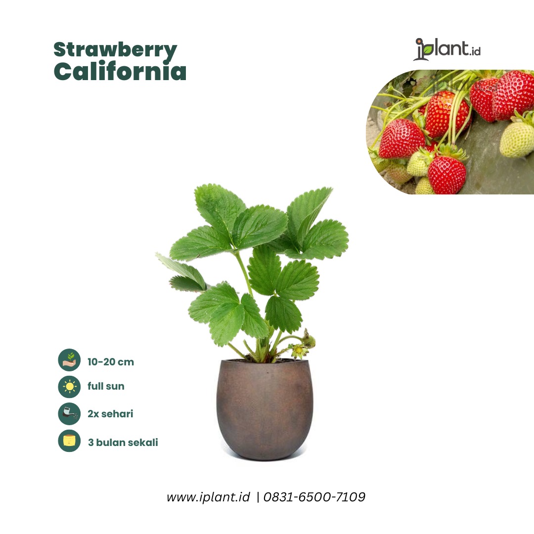 Strawberry California