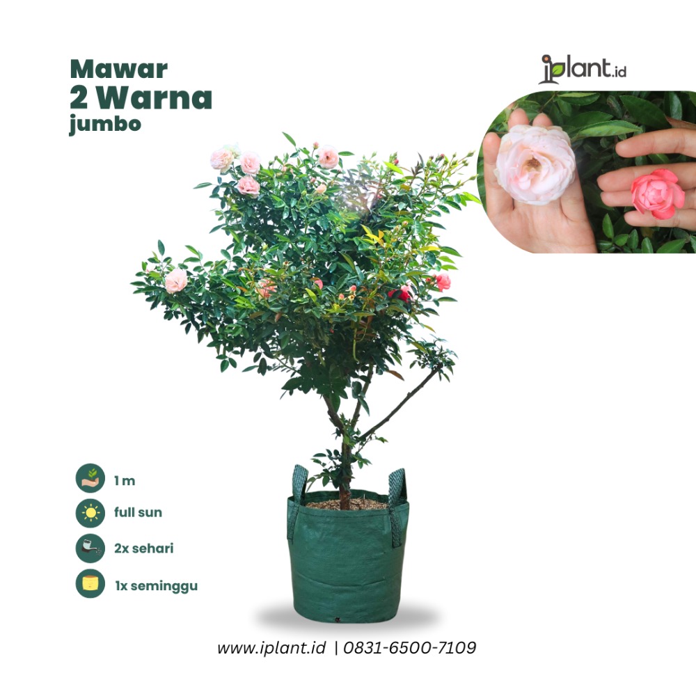 Mawar 2 Warna (Jumbo)