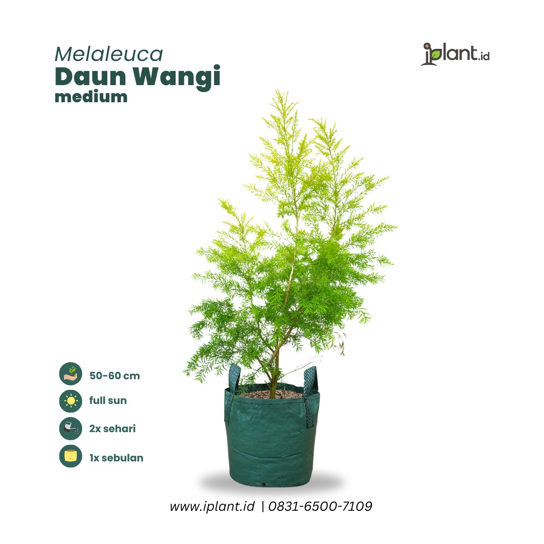 Golden Tea Tree (Medium)