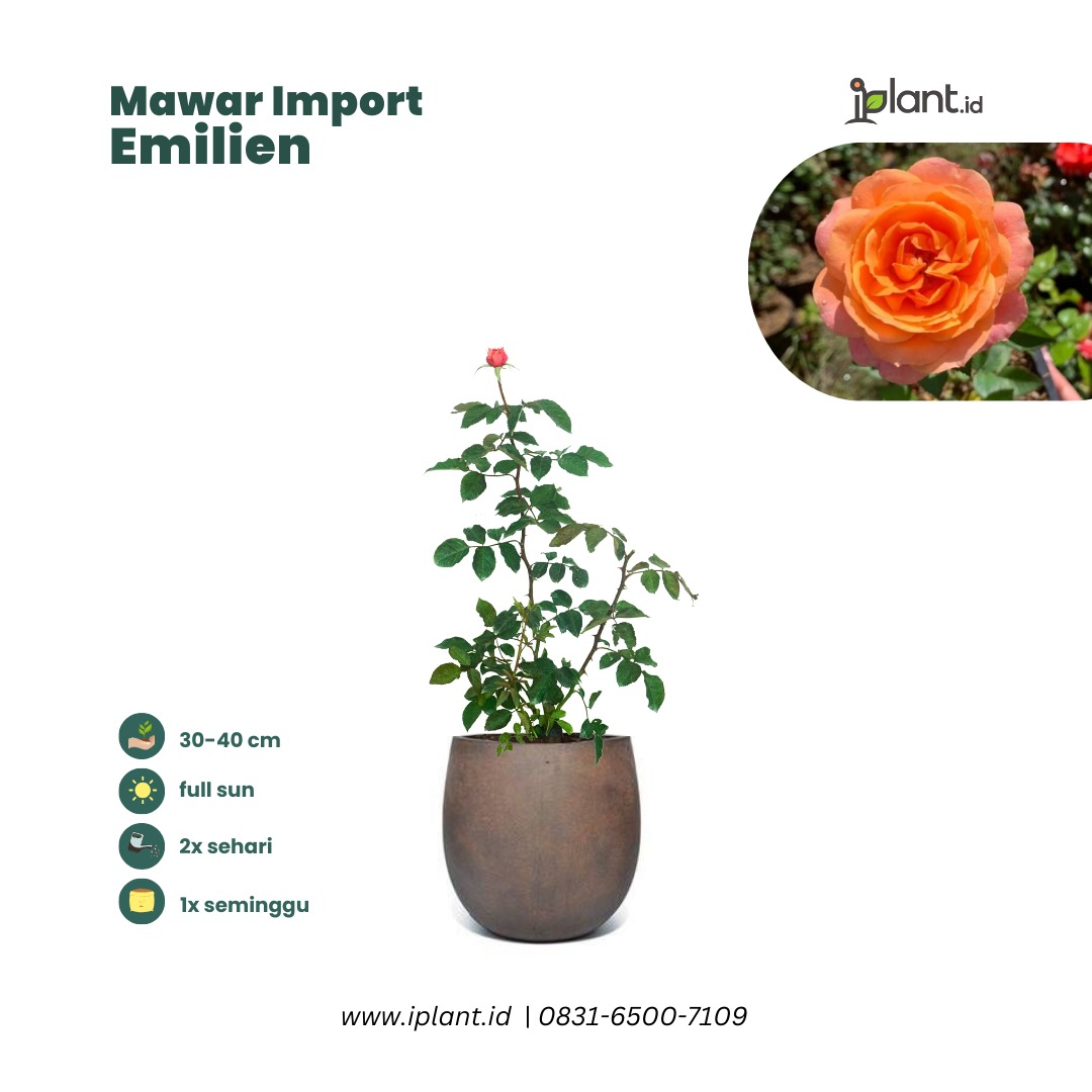 Mawar Impor Emilien