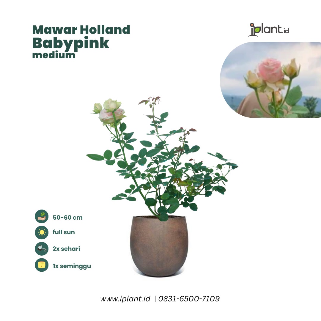 Mawar Holland Baby Pink (Medium)