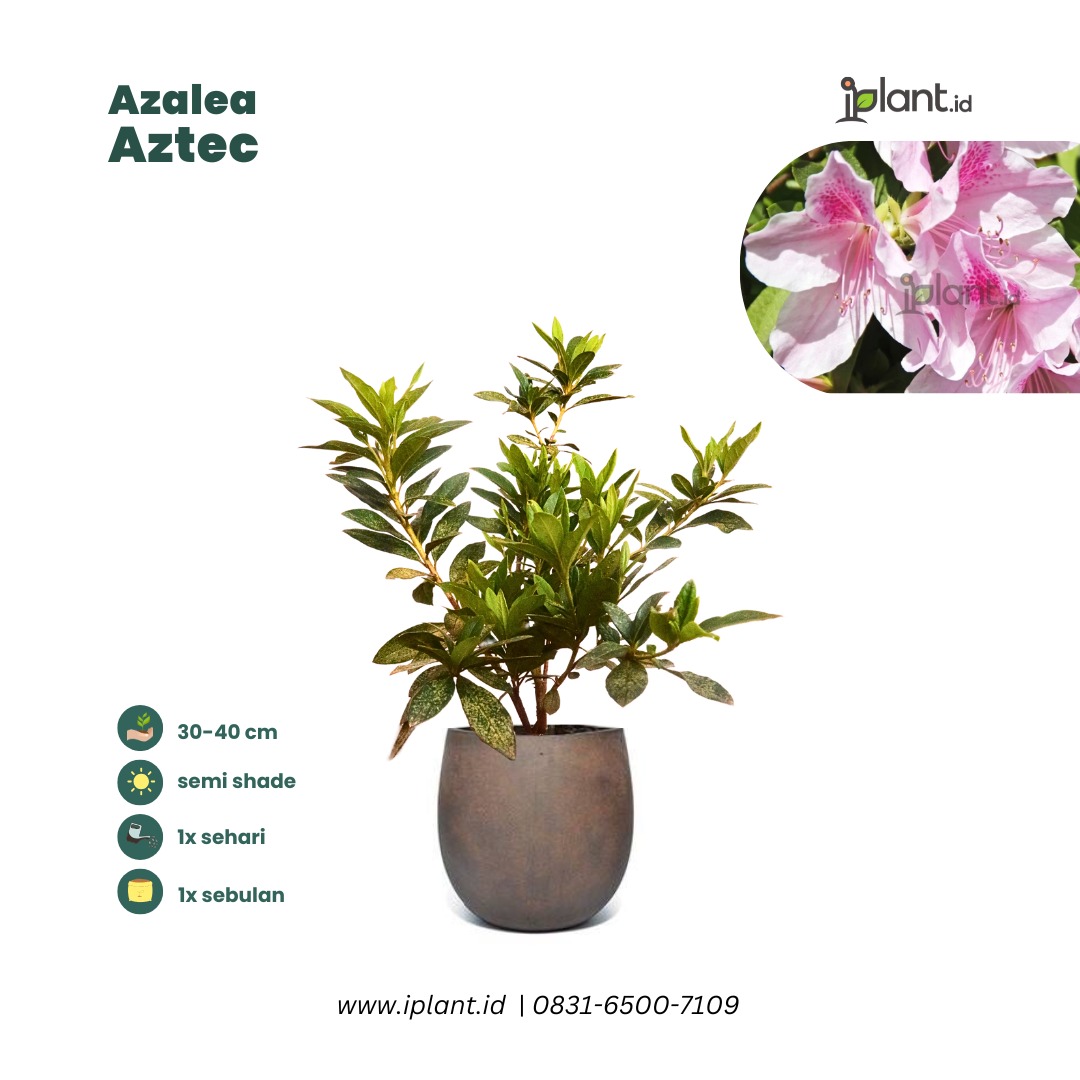 Azalea Aztec