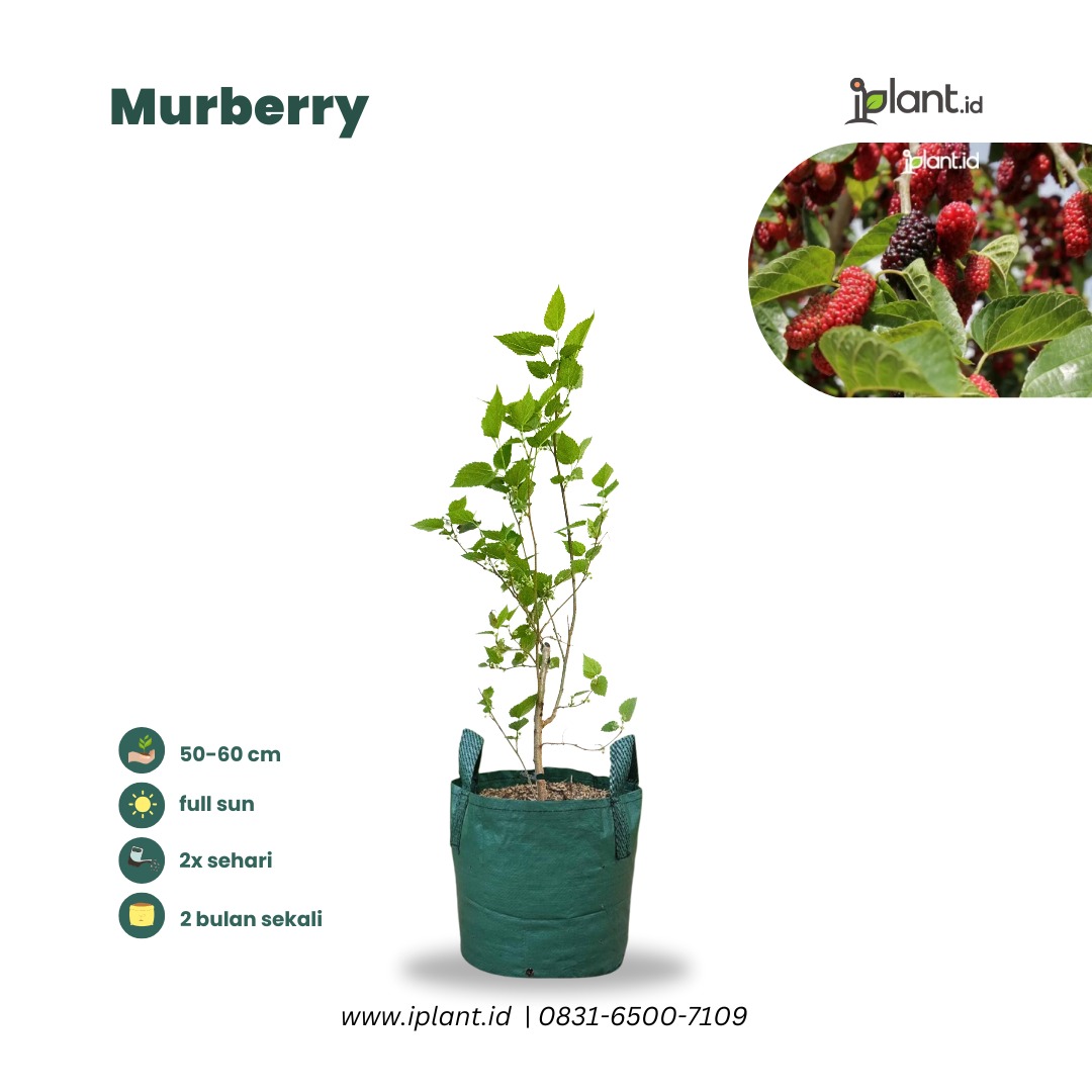 Murbei/ Murberry
