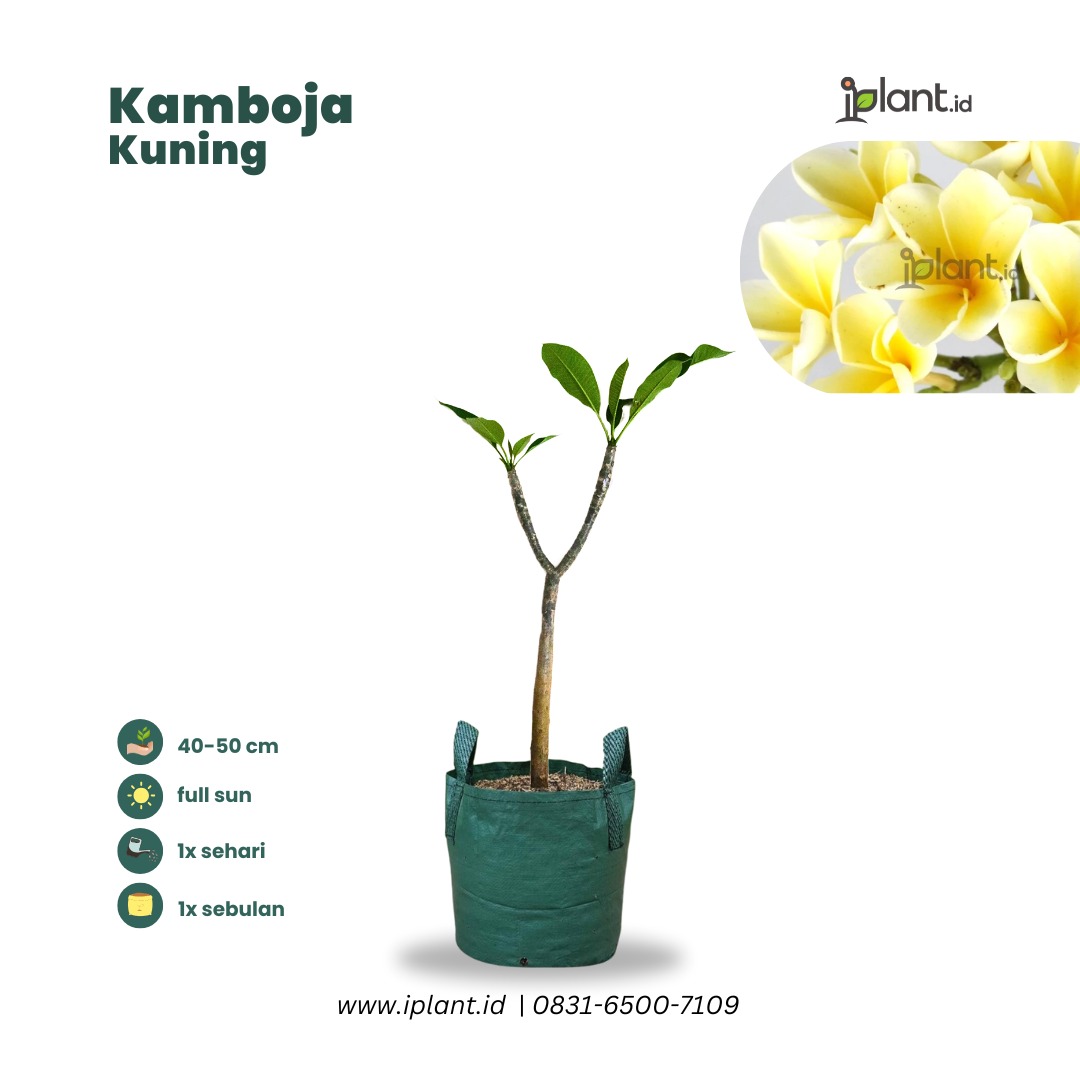 Kamboja Kuning