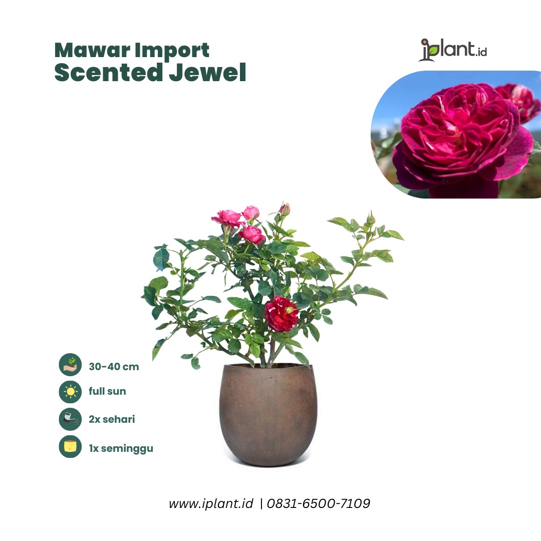 Mawar Impor Scented Jewel