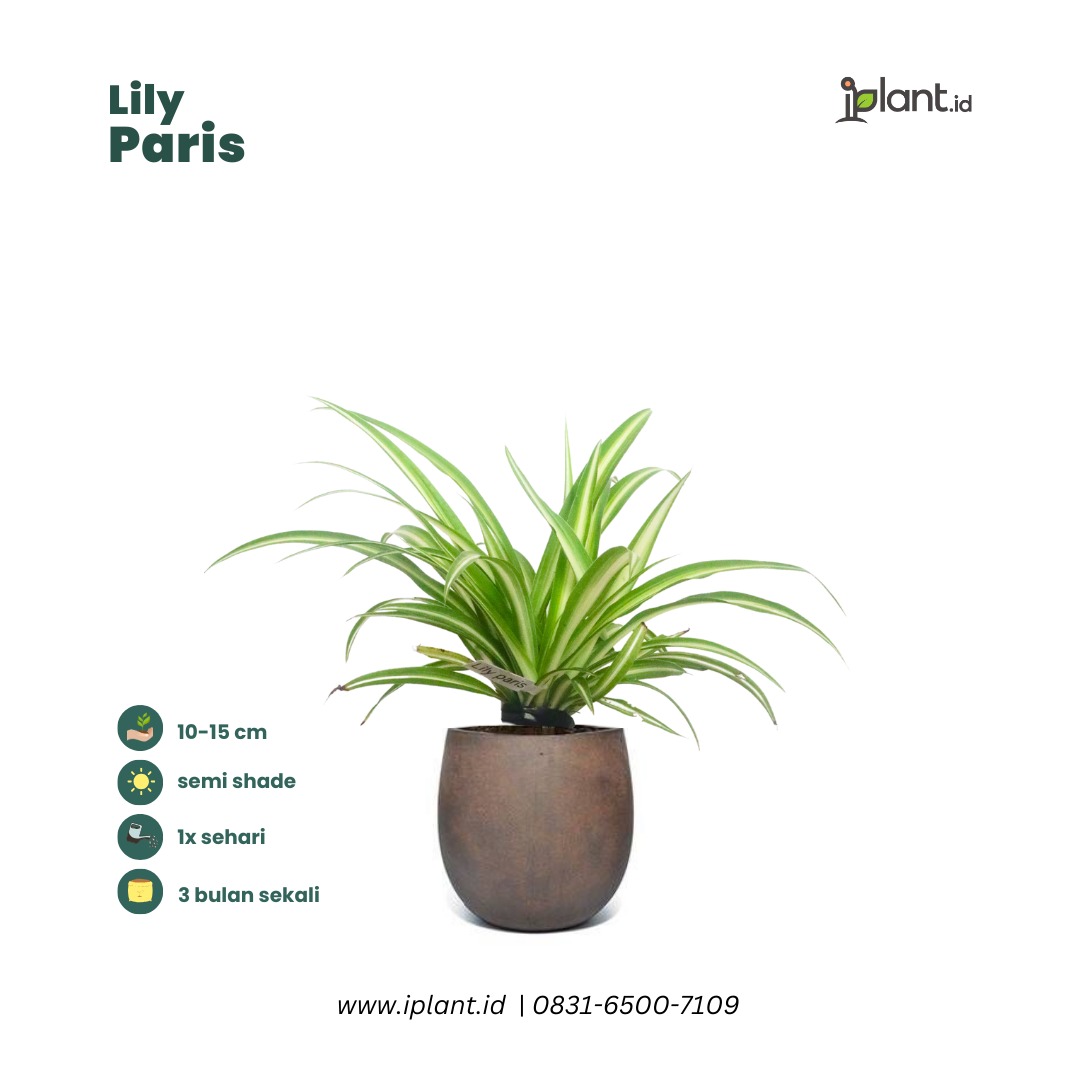 Lily Paris
