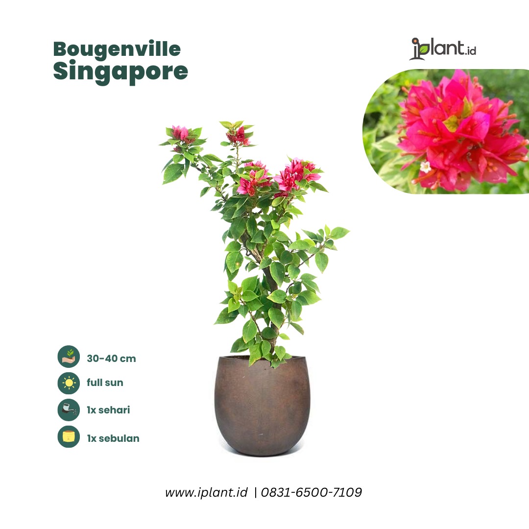 Bougenville Singapore