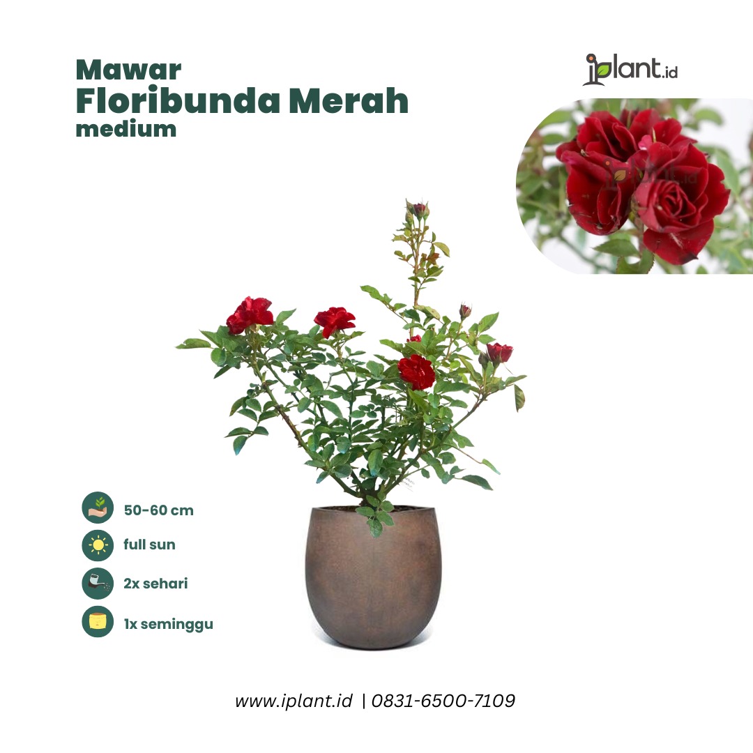 Mawar Floribunda Merah (Medium)