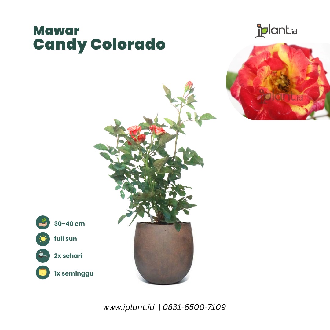 Mawar Candy Colorado