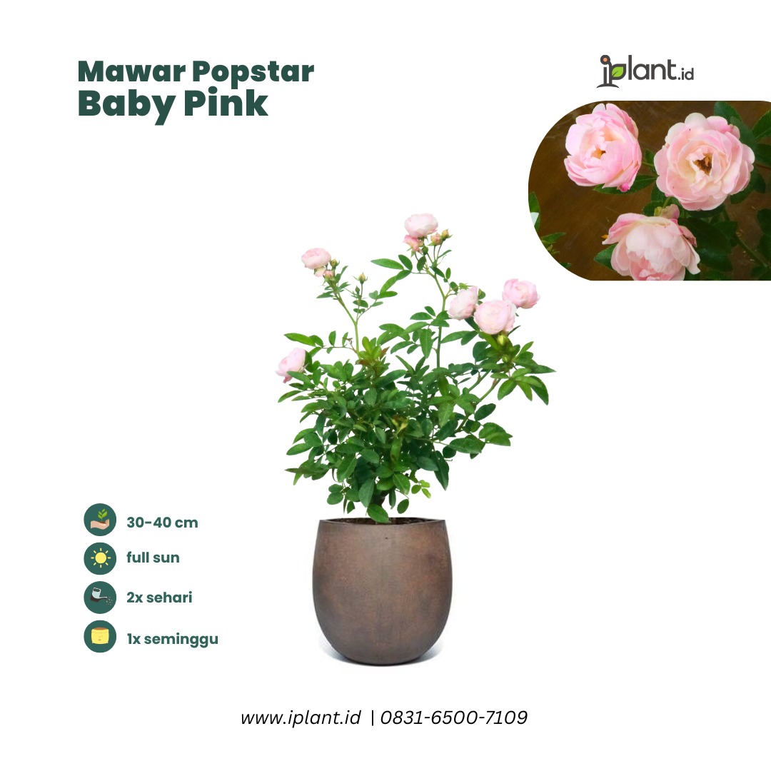 Mawar Popstar Baby Pink (Medium)