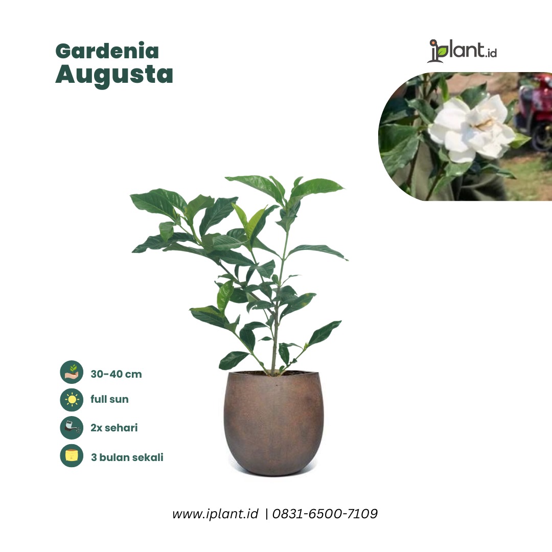 Gardenia Augusta (Medium)