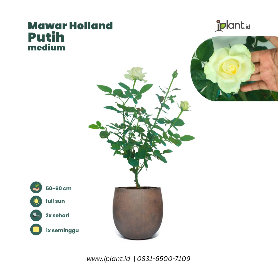 Mawar Holland Putih (Medium)