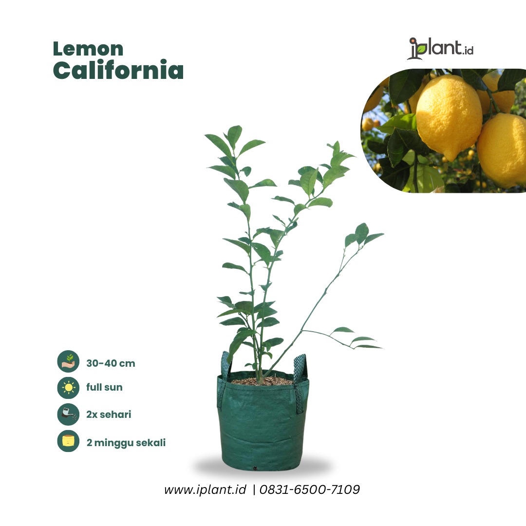 Lemon California