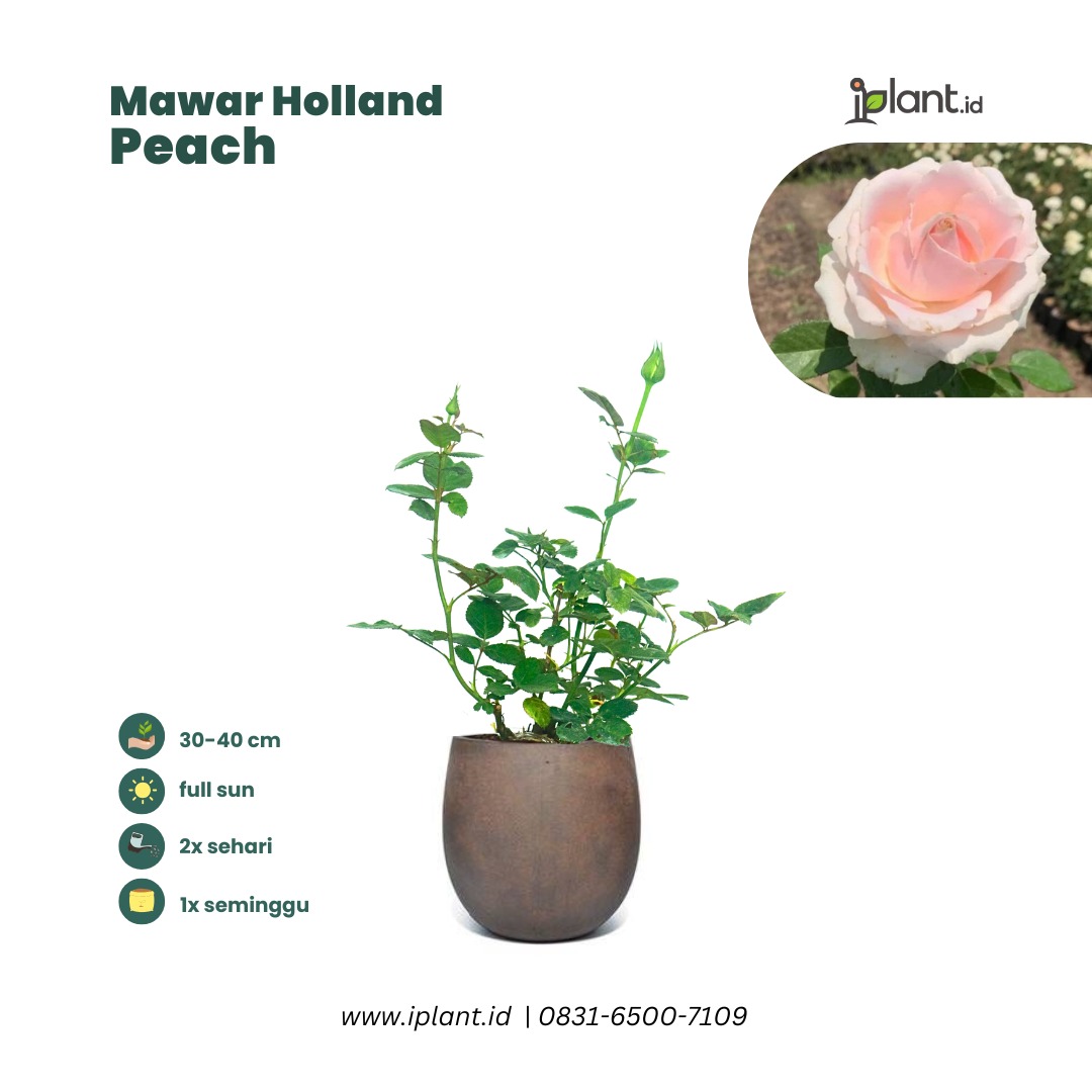 Mawar Holland Pink Peach