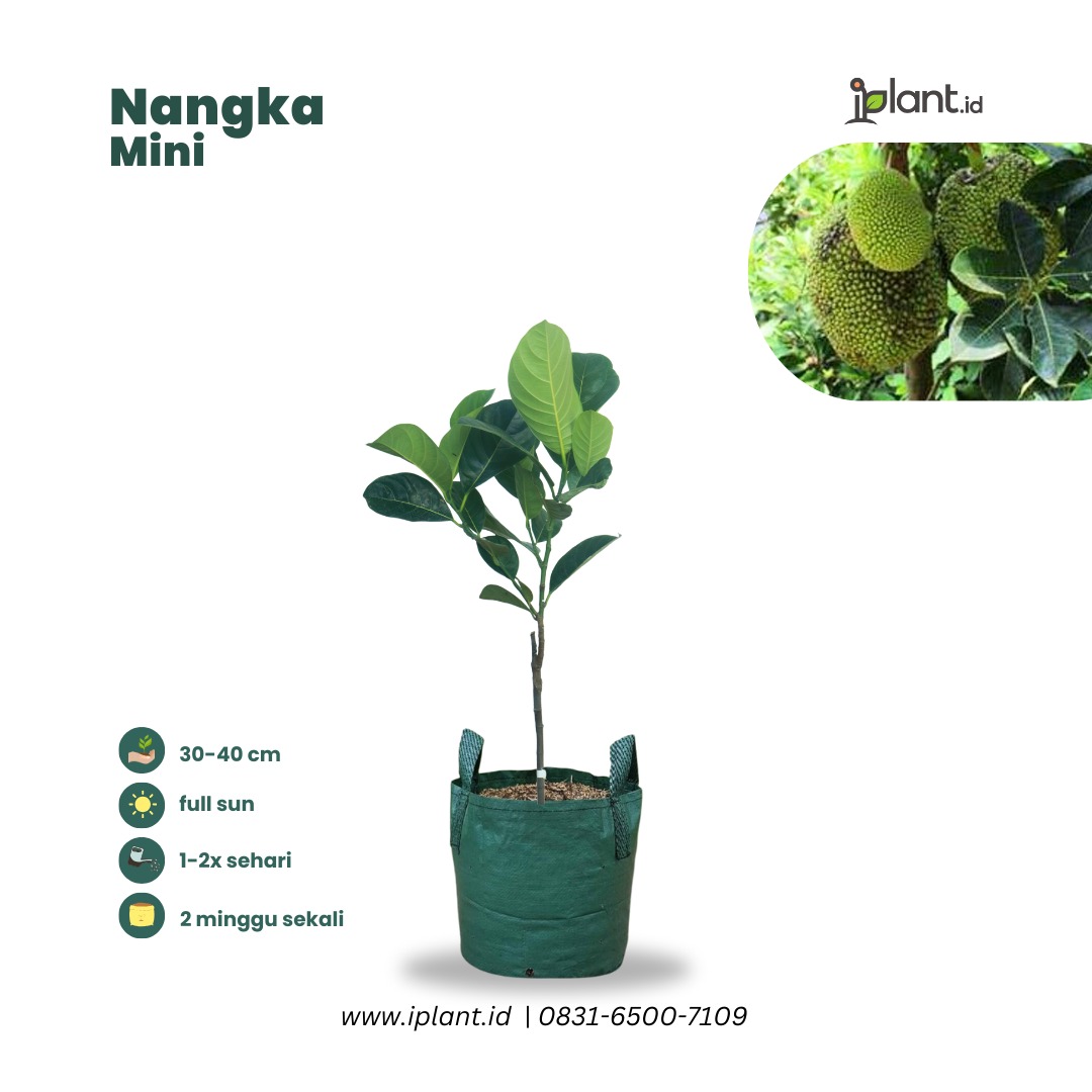 Nangka Mini