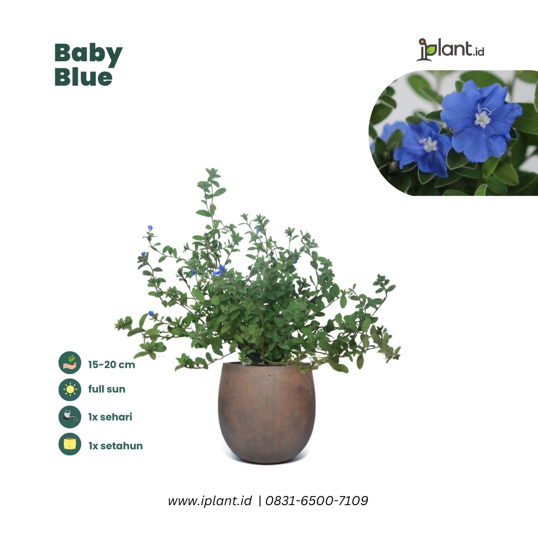 Baby Blue (Satuan)
