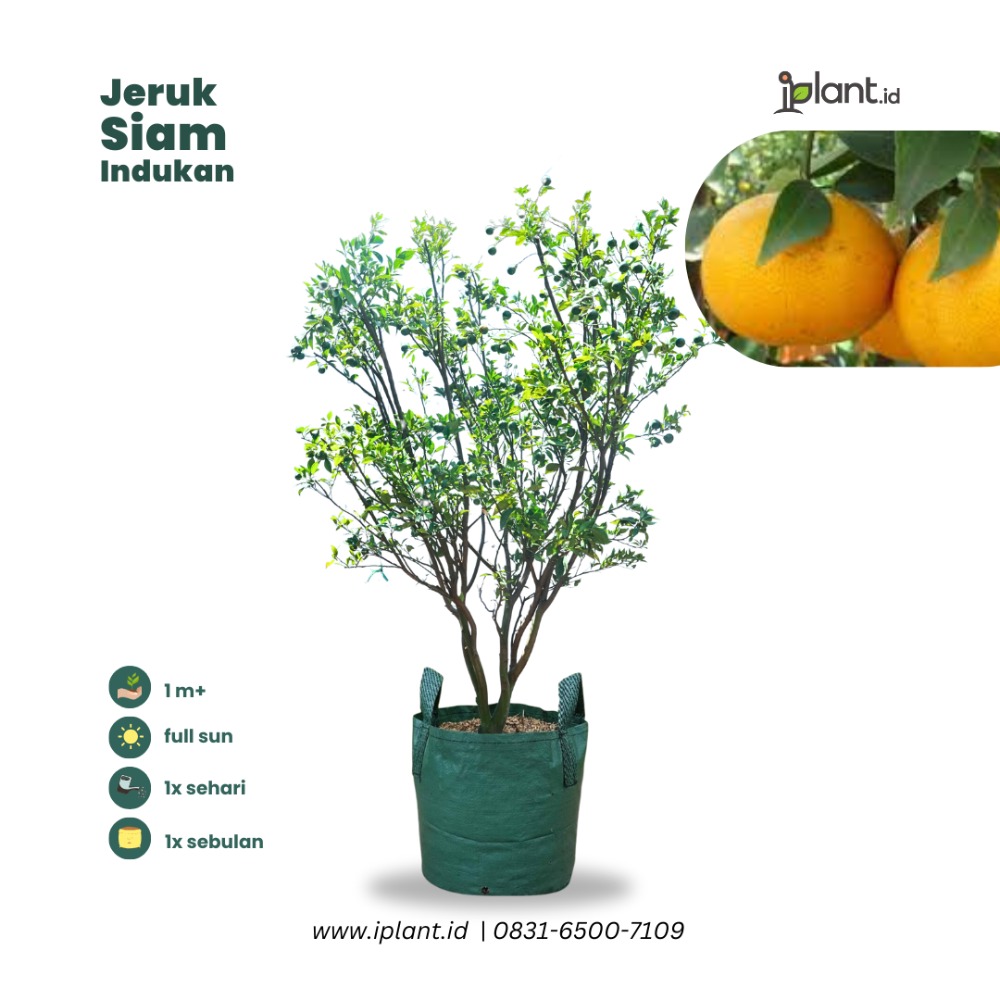 Jeruk Siam (Indukan)
