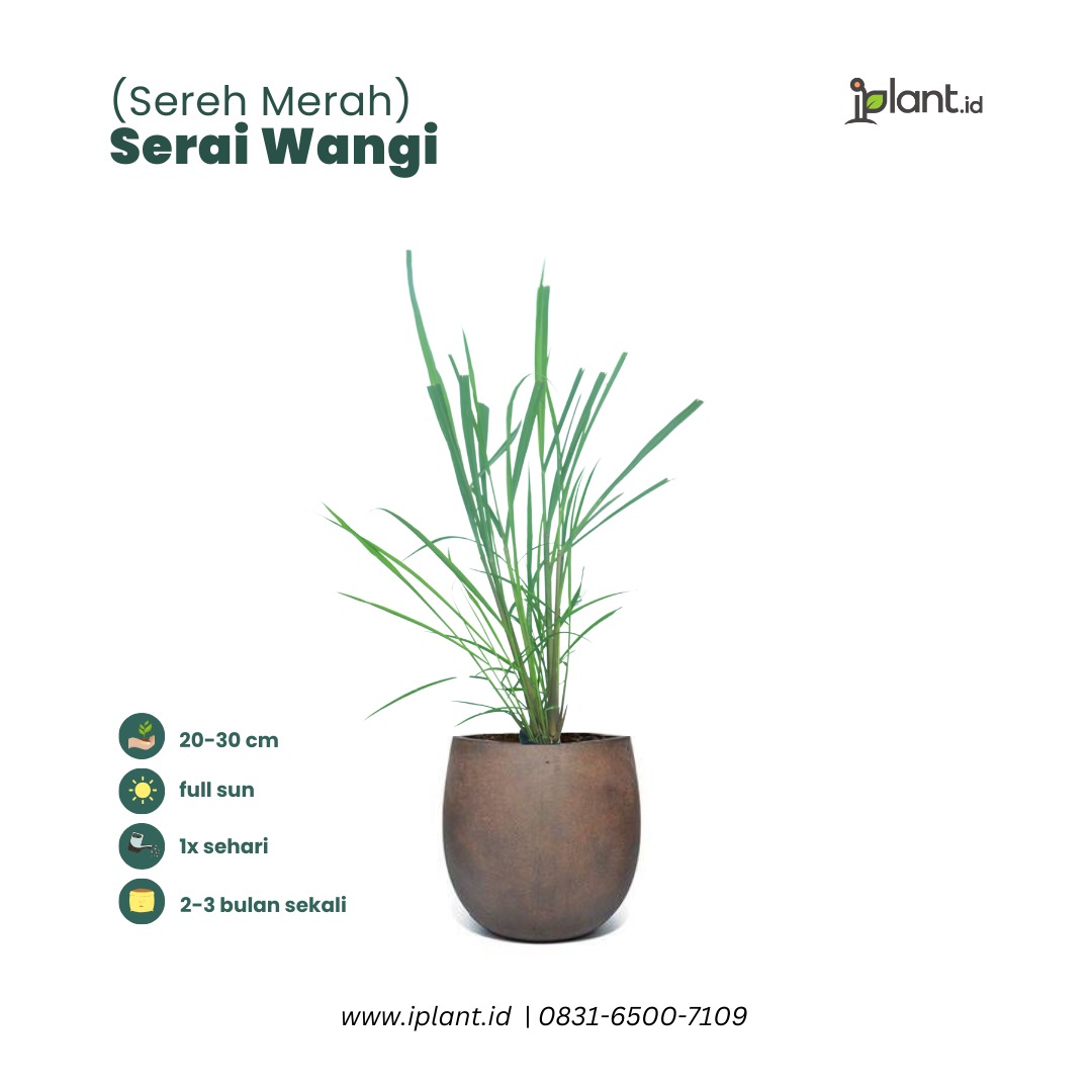 Sereh Merah (Serai Wangi)
