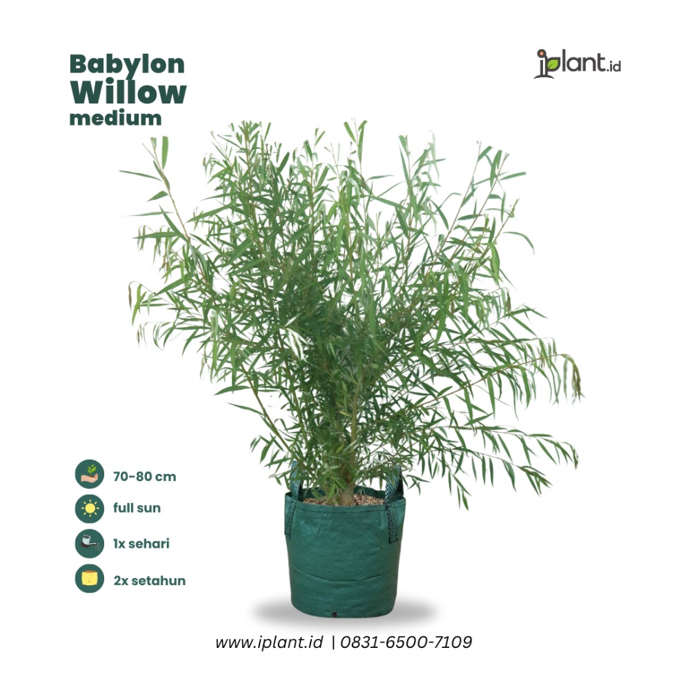 Babylon Willow (Medium)