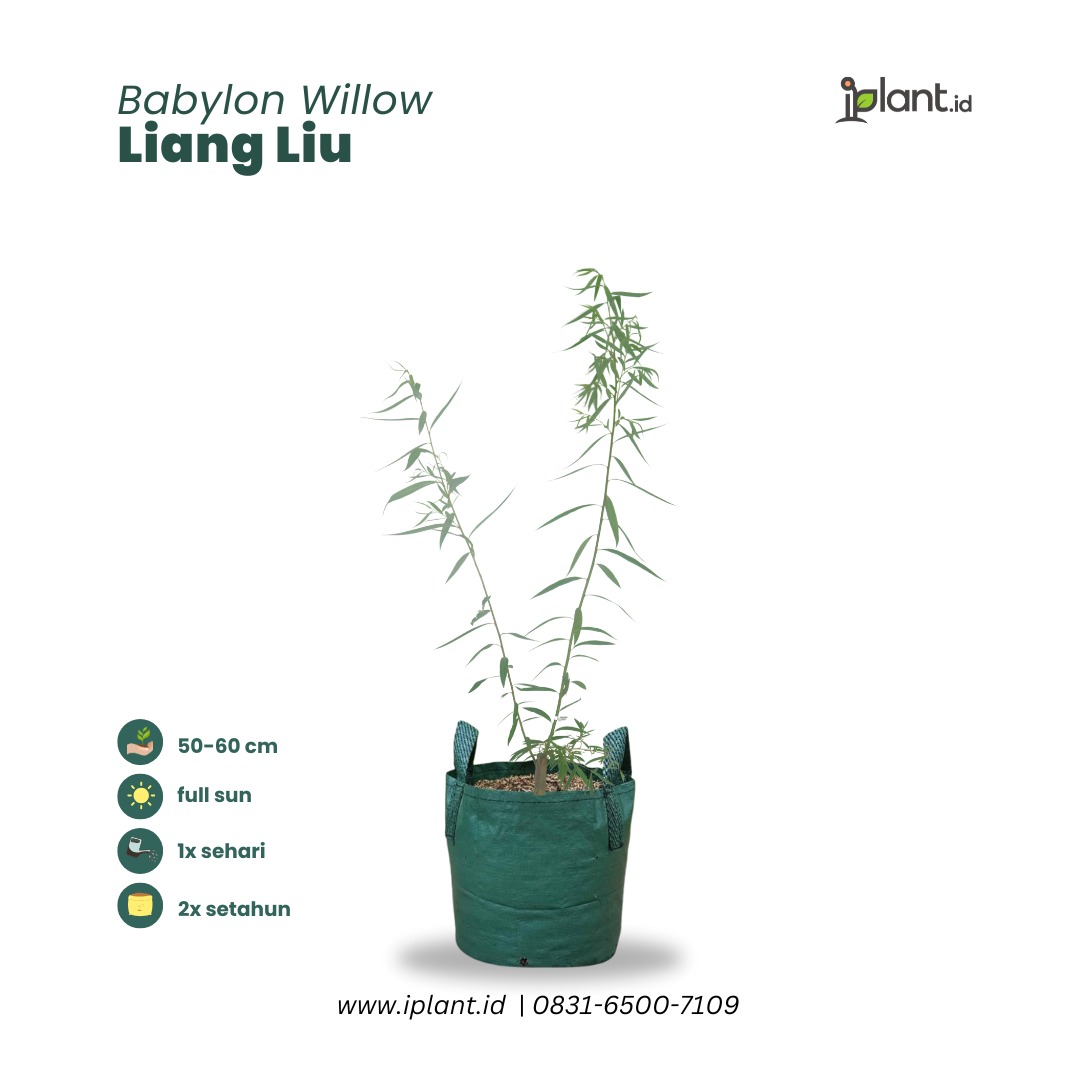 Babylon Willow (Liang Liu)