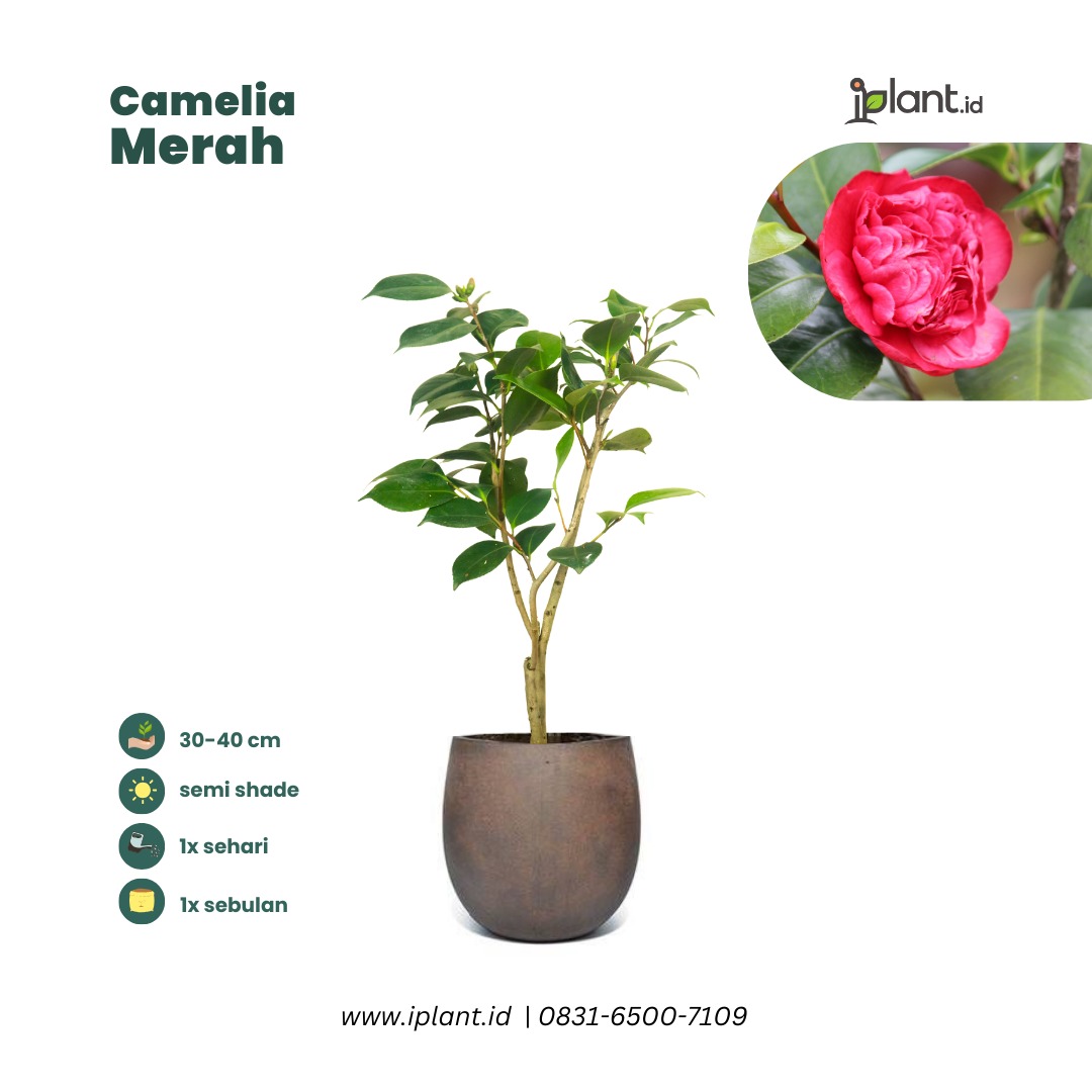 Camelia Merah - Bibit Tanaman Bunga
