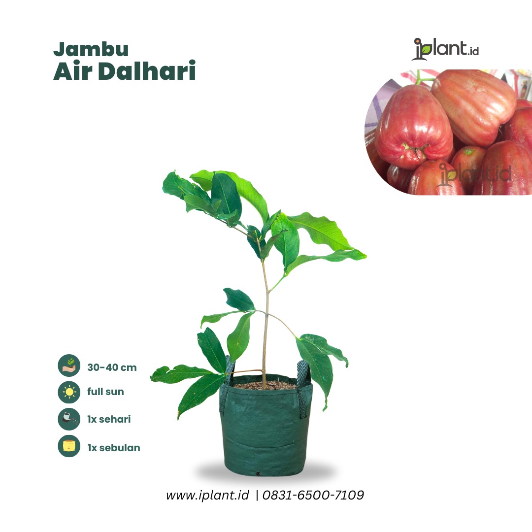 Jambu Air Dalhari