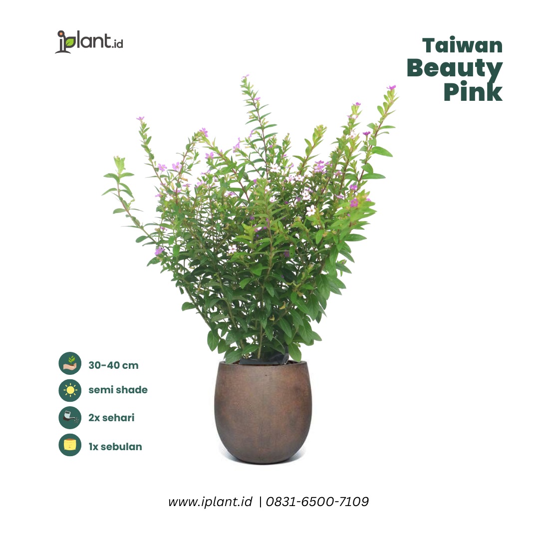 Taiwan Beauty Pink