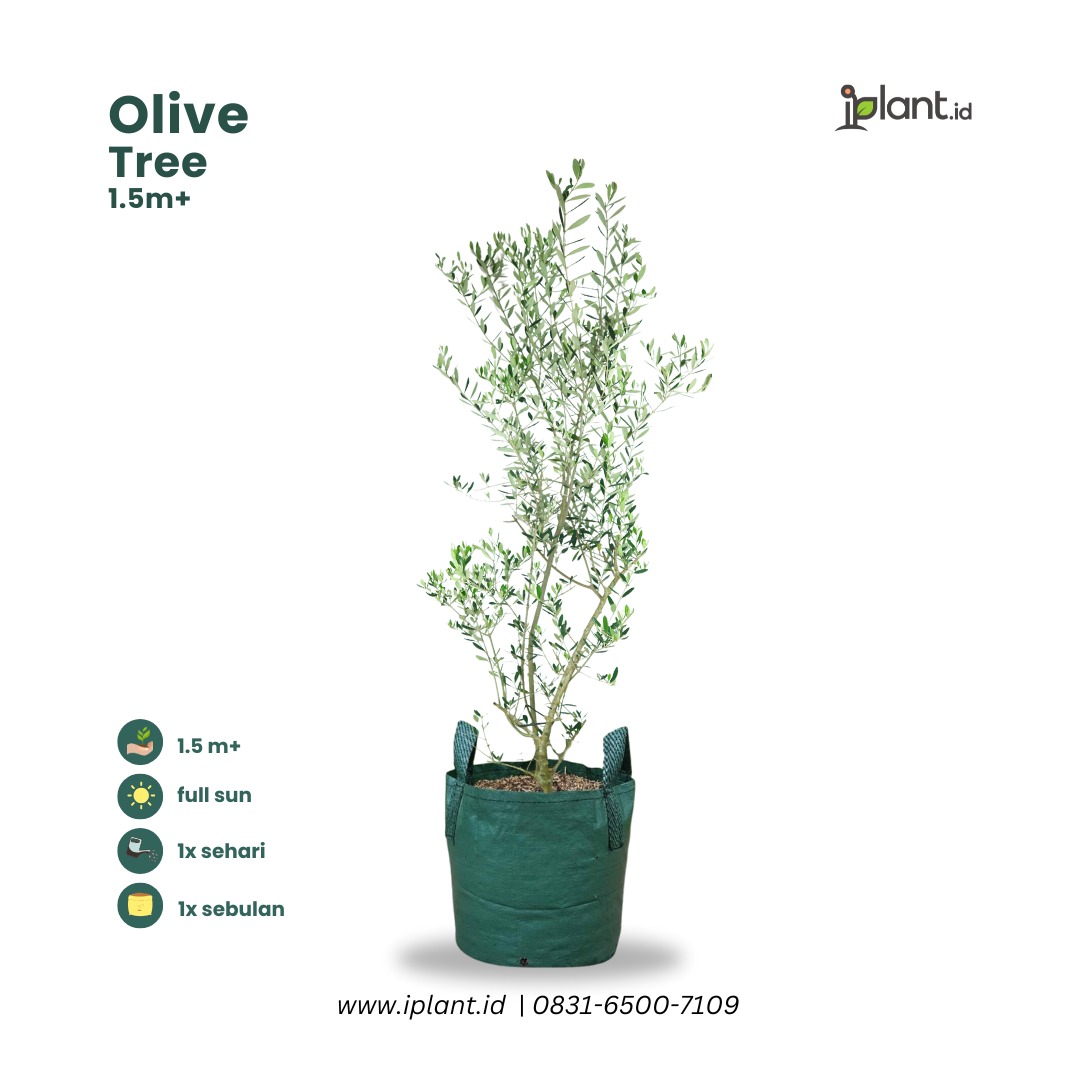 Olive Tree 1.5 m+