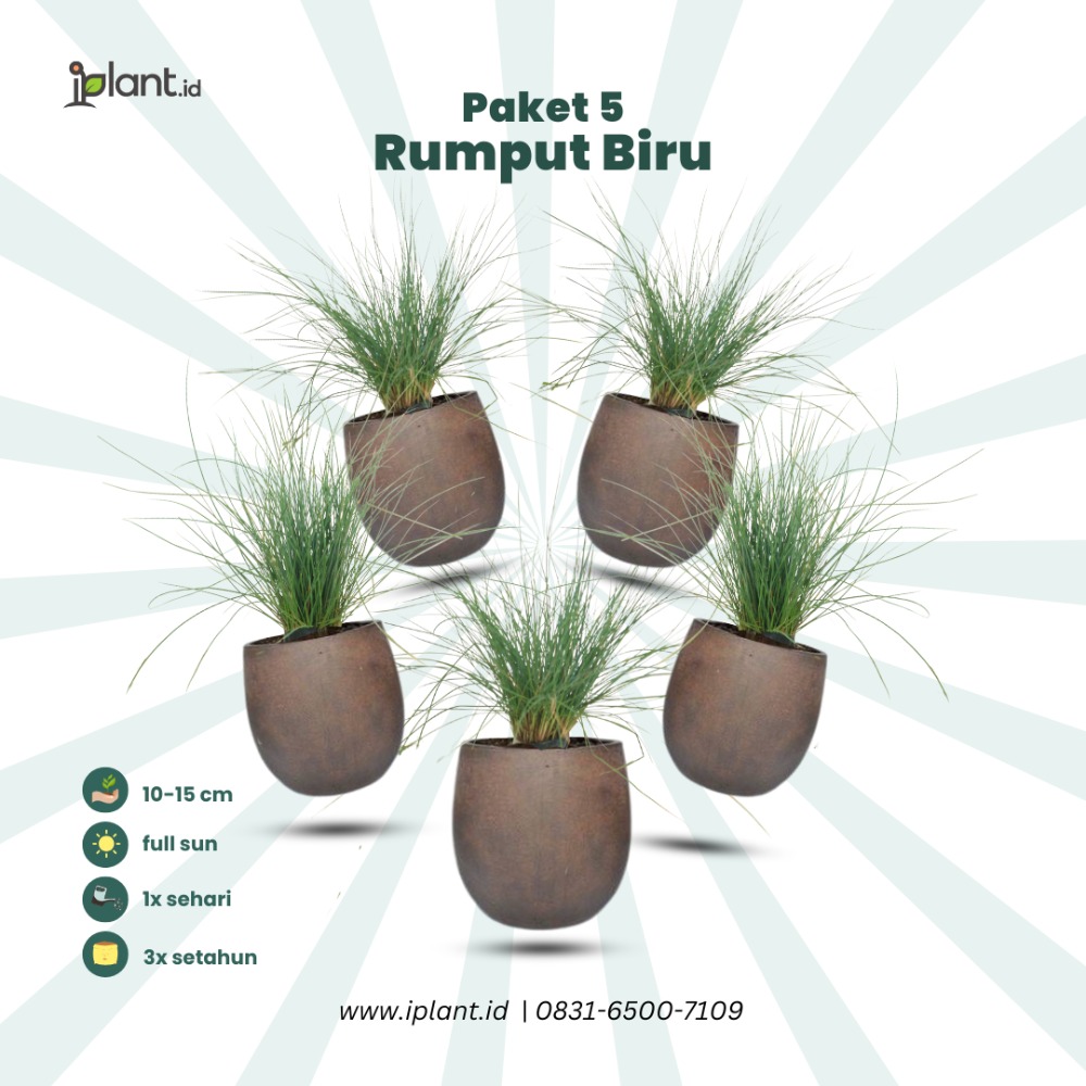 Paket 5 Rumput Biru