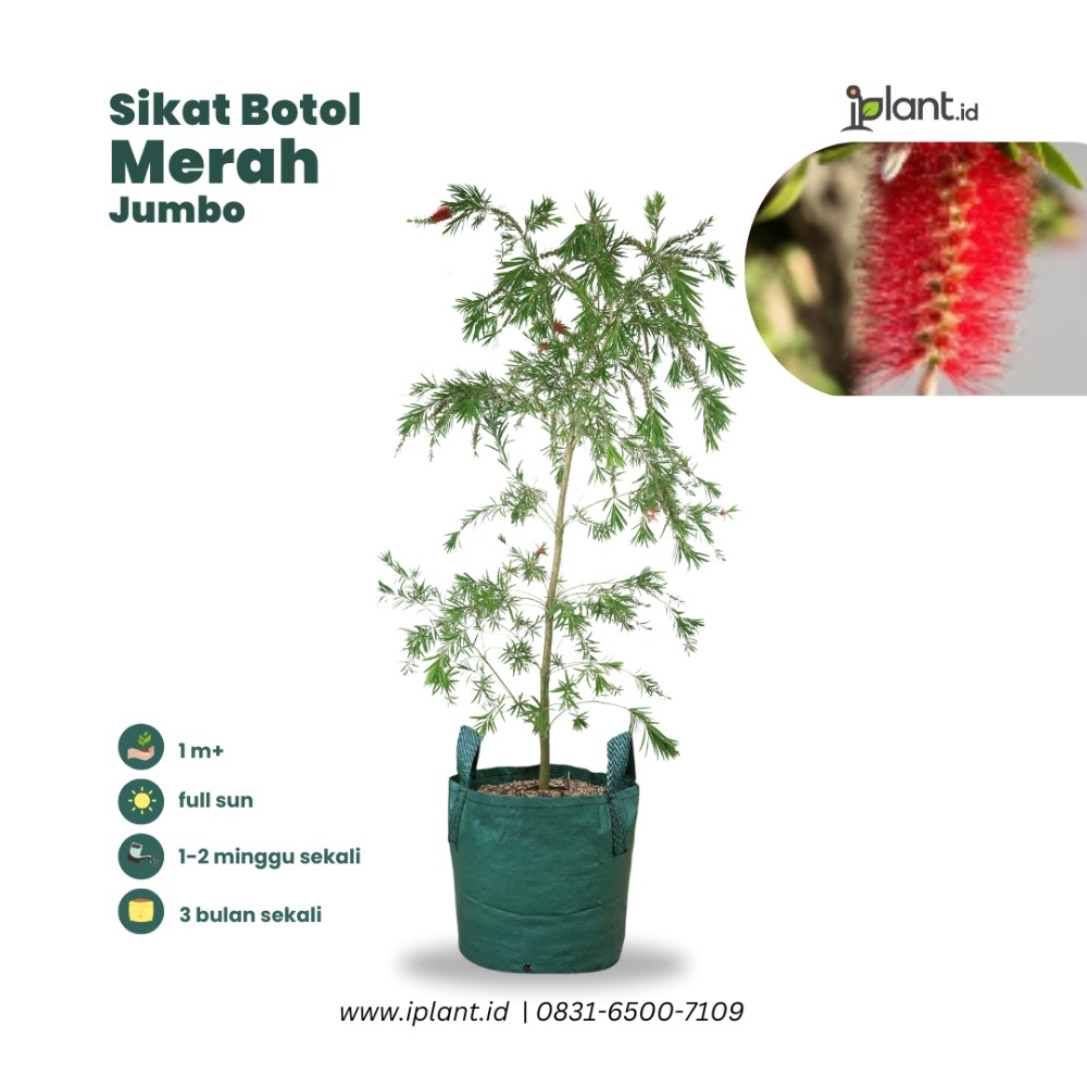 Sikat Botol Merah (Jumbo)