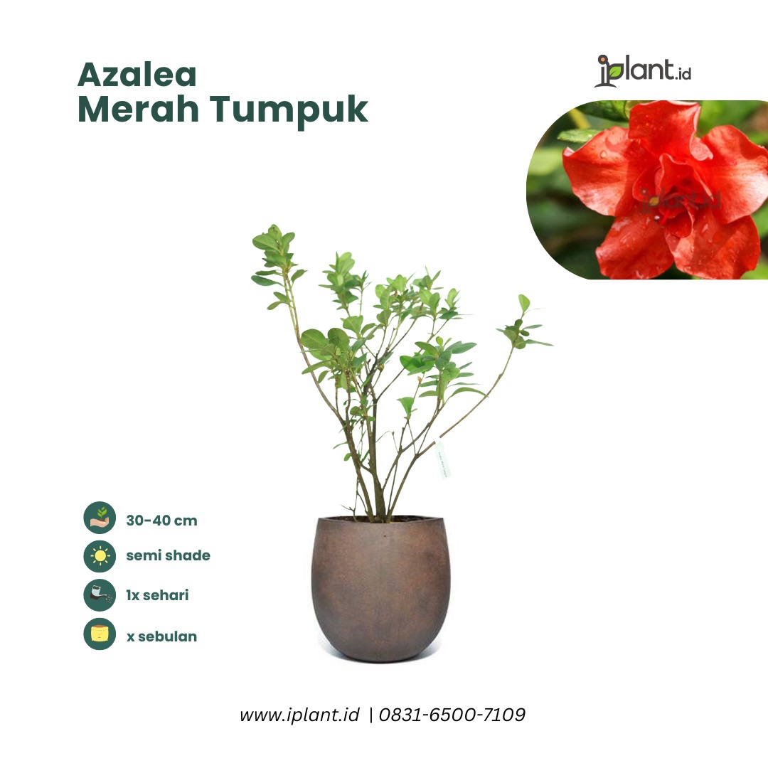 Azalea Merah Tumpuk