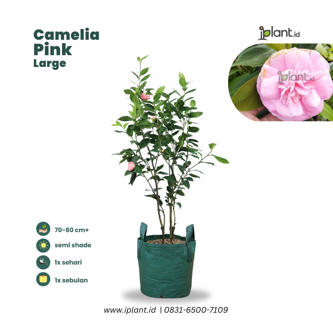 Camelia Pink (Large)