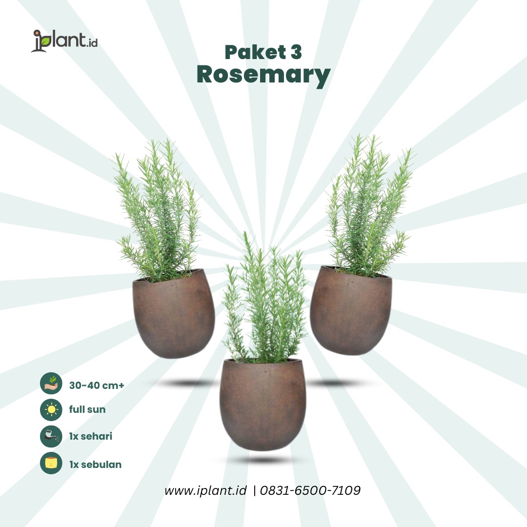Paket 3 Rosemary (Medium)