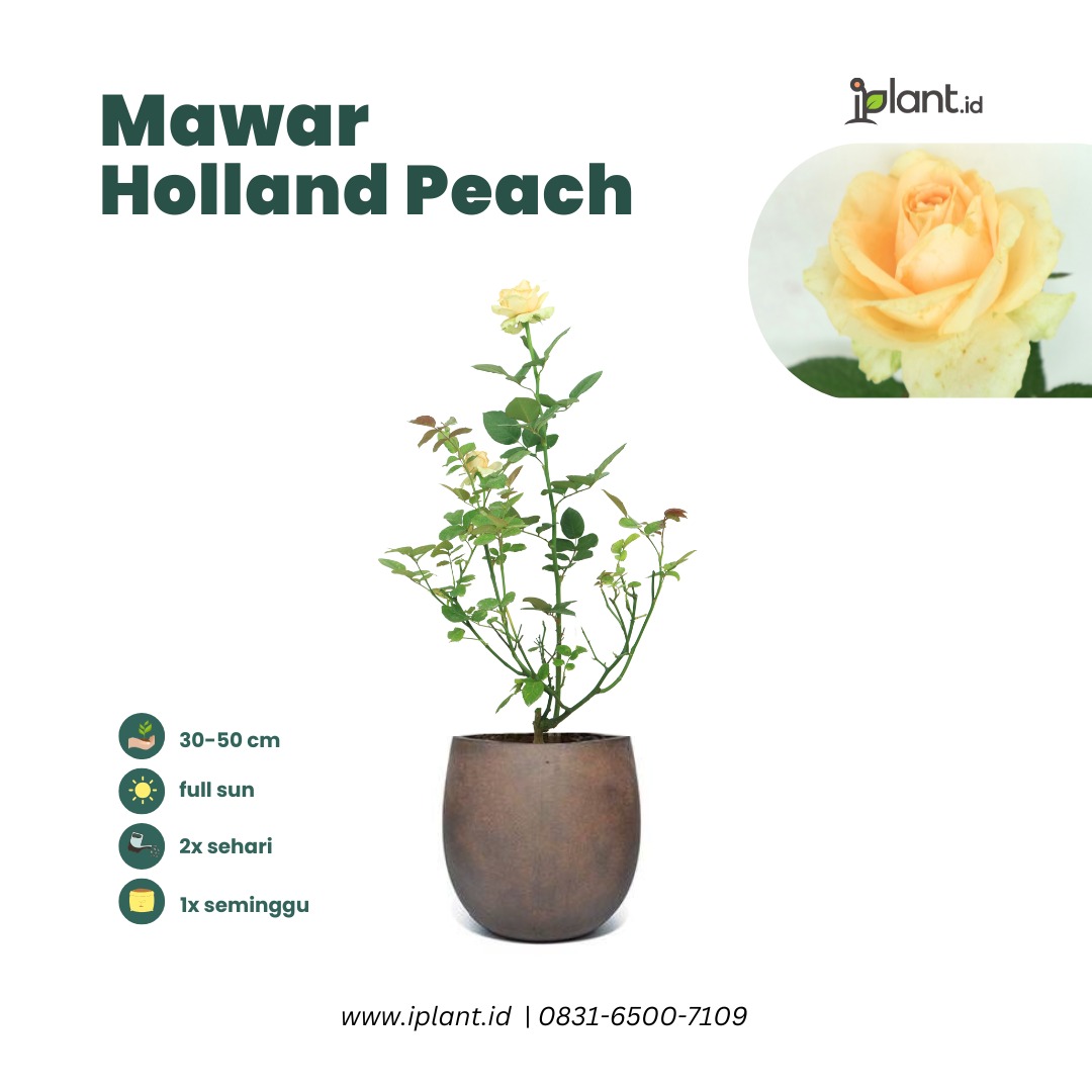 Mawar Holland Peach