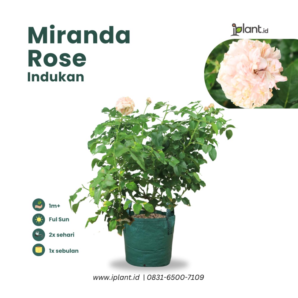 Miranda Rose (Indukan)