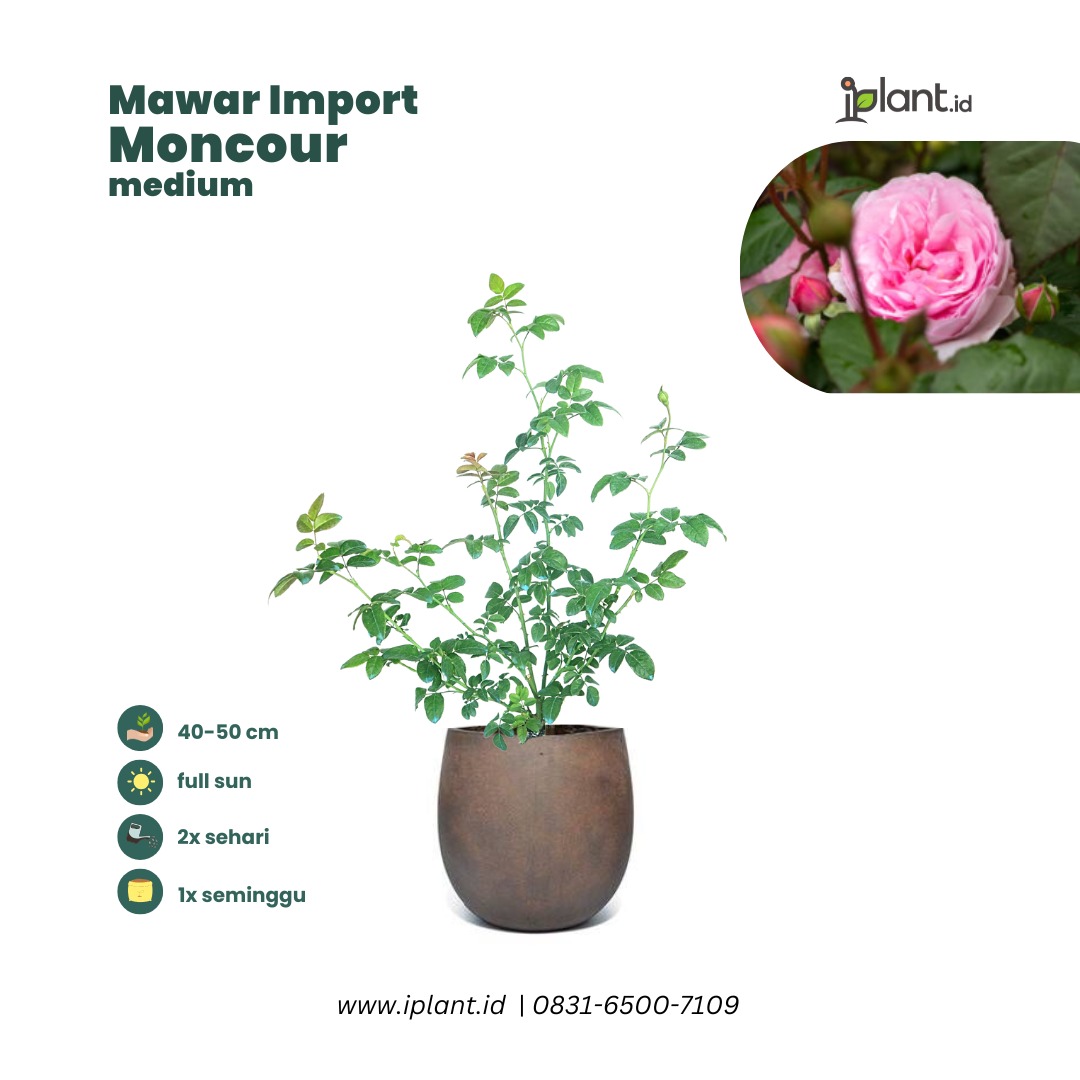 Mawar Impor Moncour (Medium)