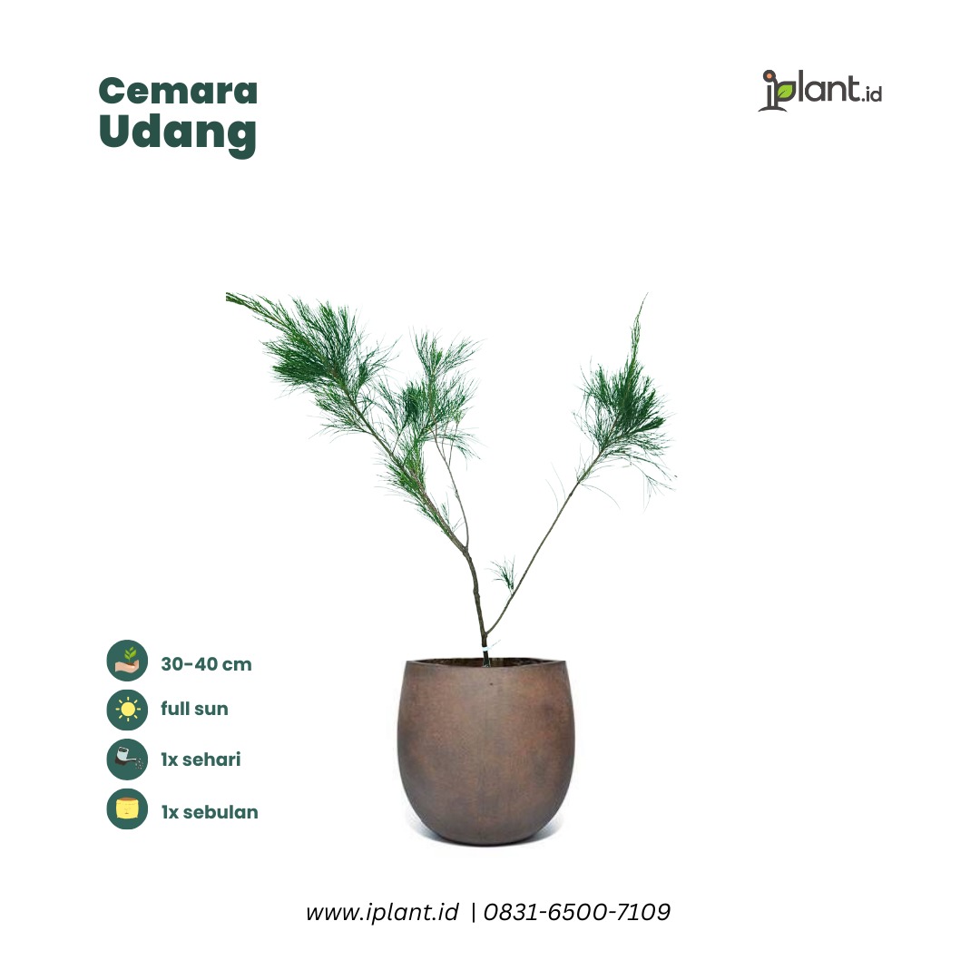 Cemara Udang