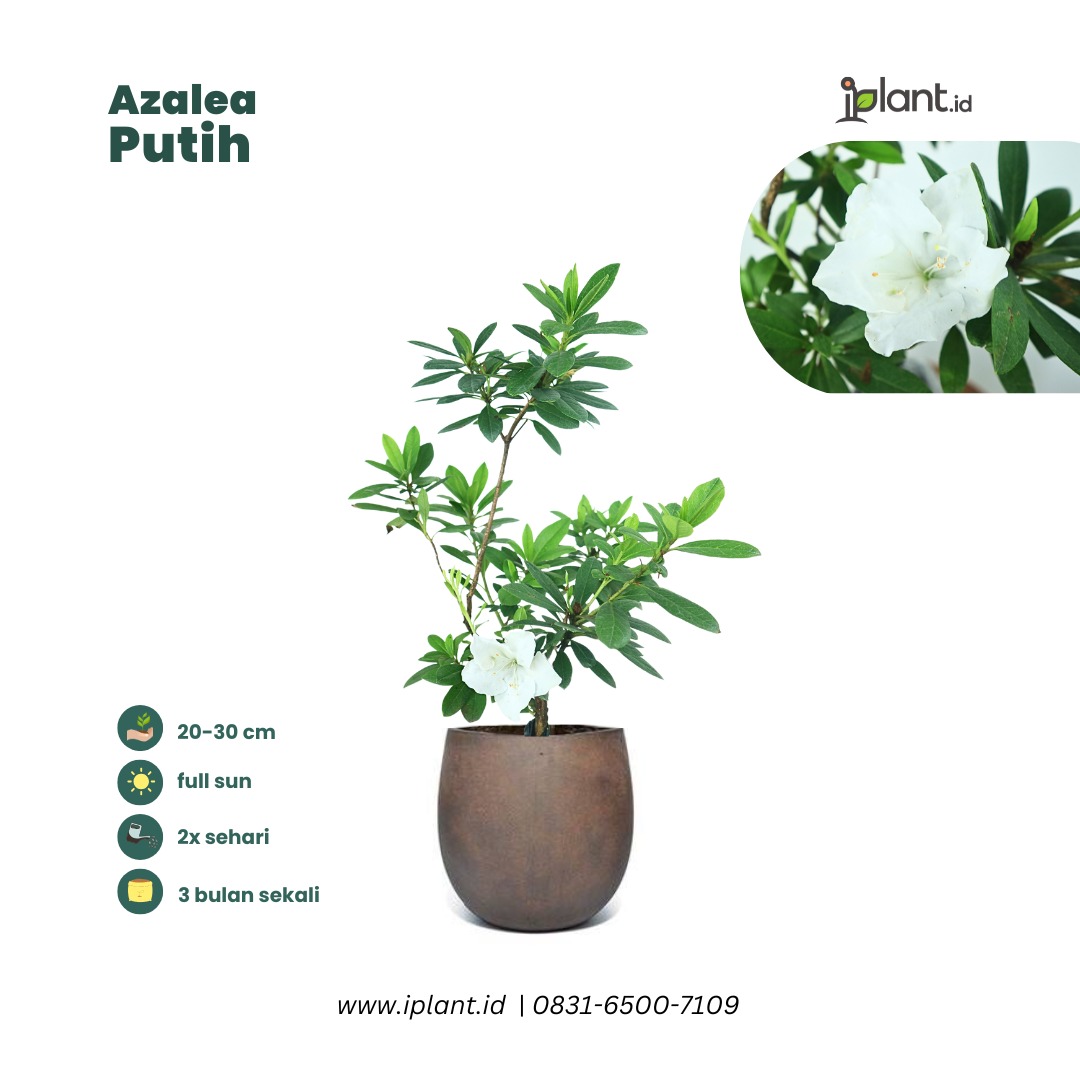 Azalea Putih