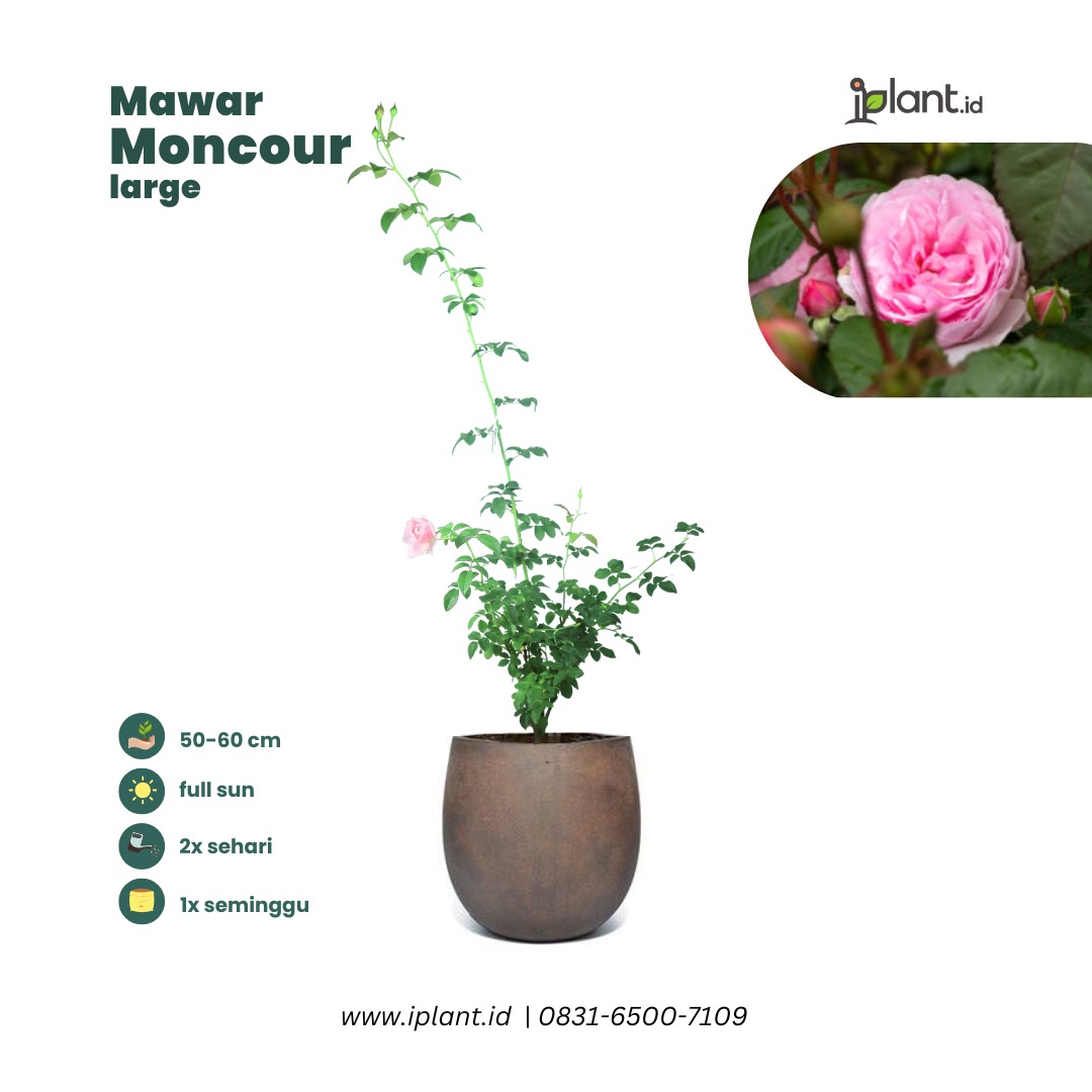 Mawar Impor Moncour (Large)