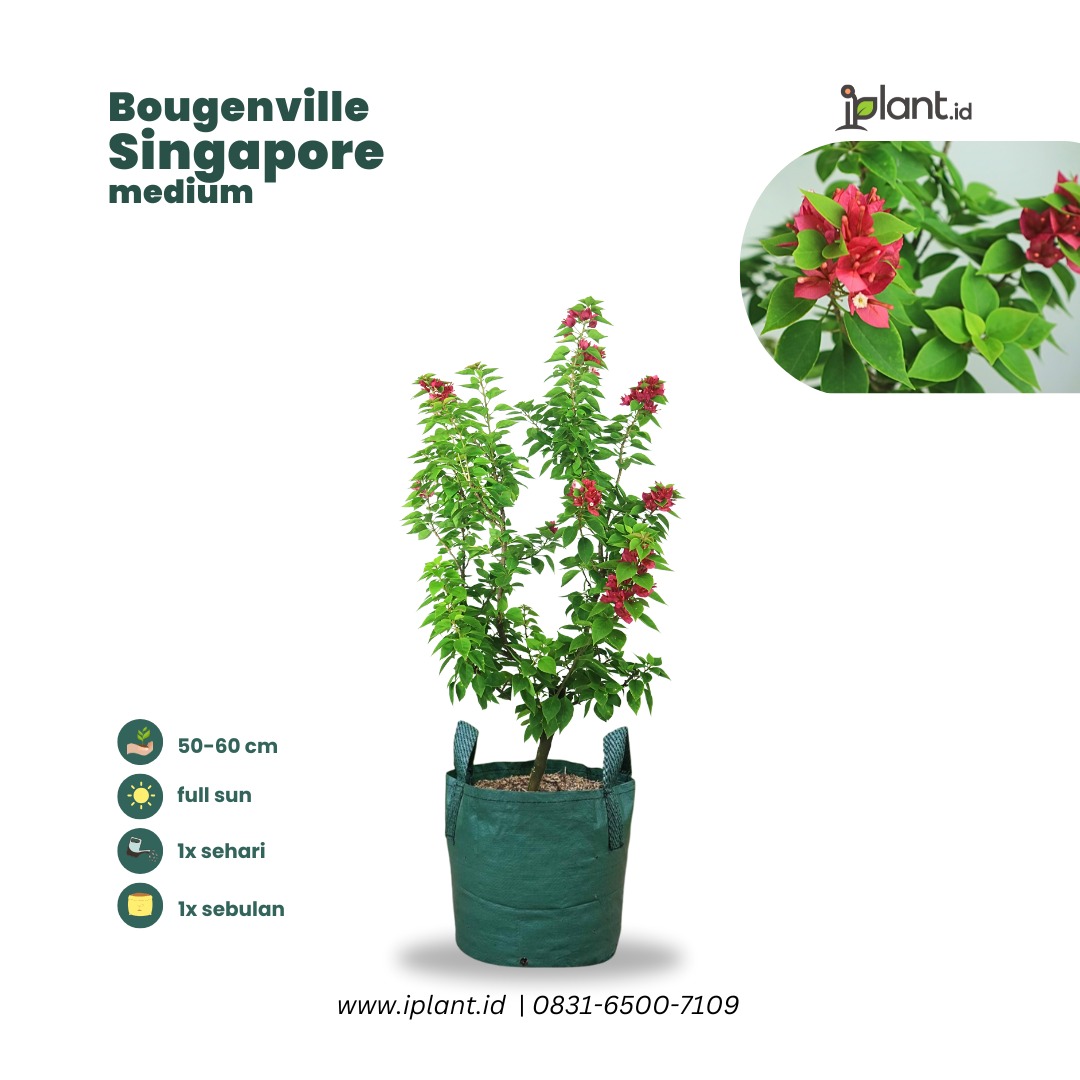 Bougenville Singapore (Medium)