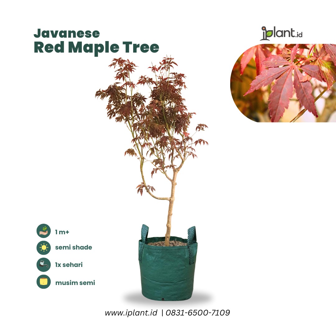 Red Maple Tree (Jumbo)