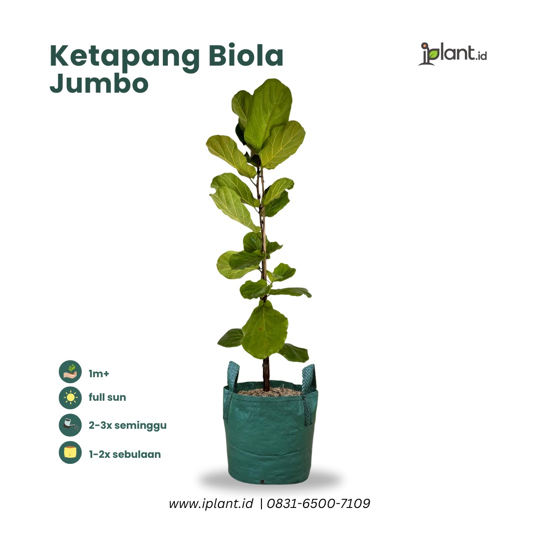 Ketapang Biola (Jumbo)
