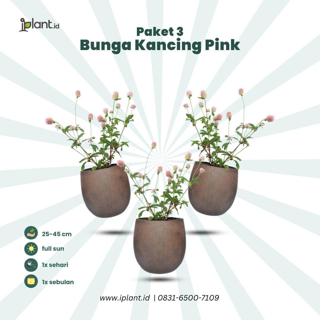 Paket 3 Bunga Kancing Pink