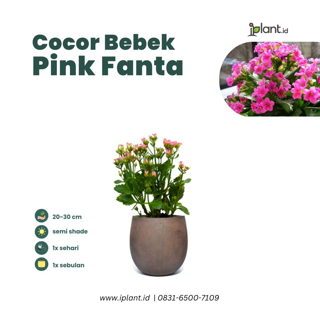 Cocor Bebek Pink Fanta