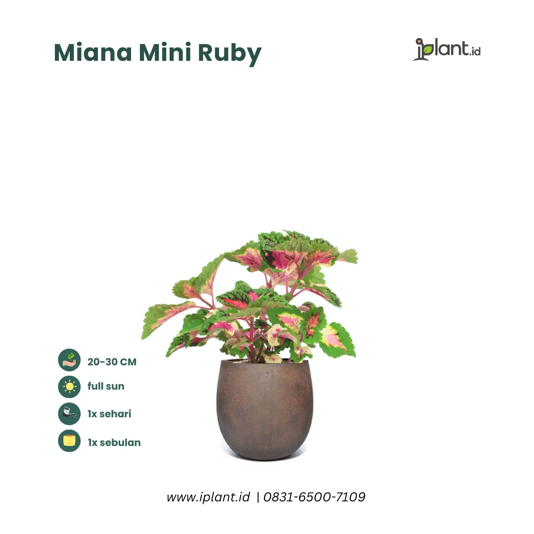 Miana Mini Ruby