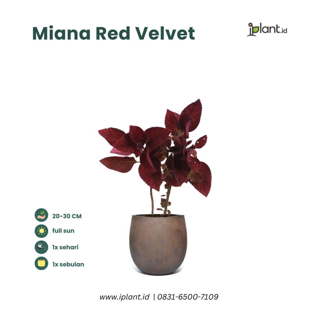 Miana Red Velvet
