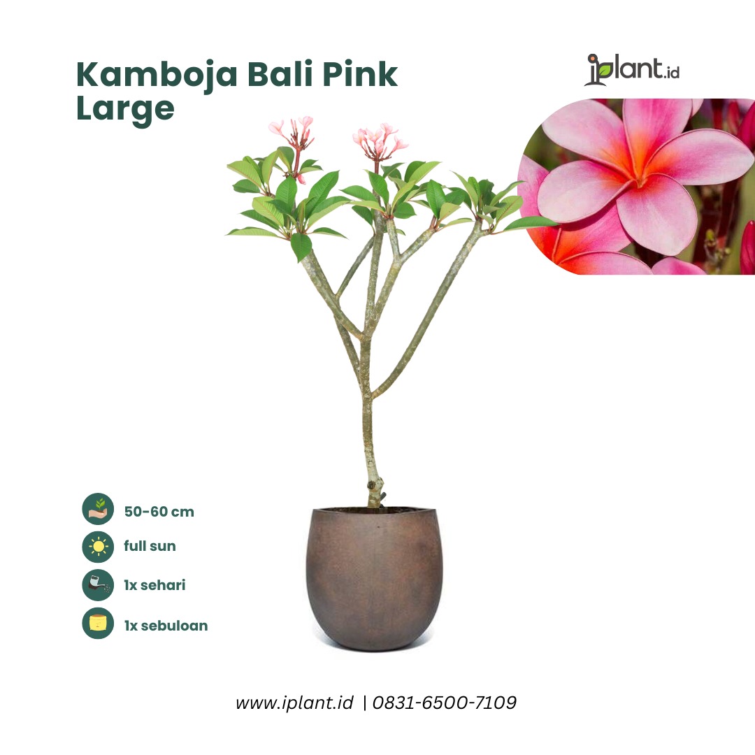 Kamboja Bali Pink (Large)
